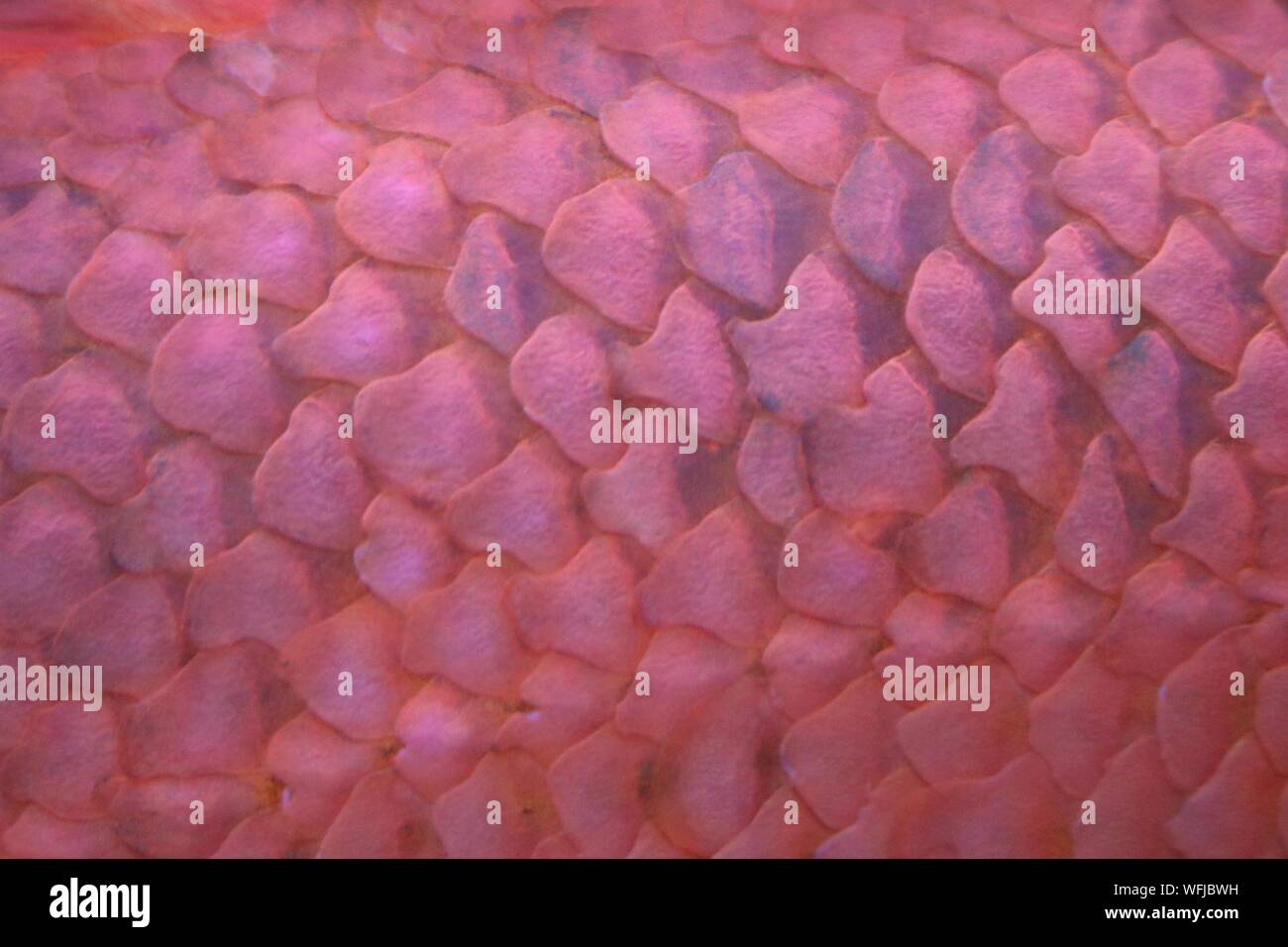 Fish Scales High Resolution Stock Photography and Images - Alamy