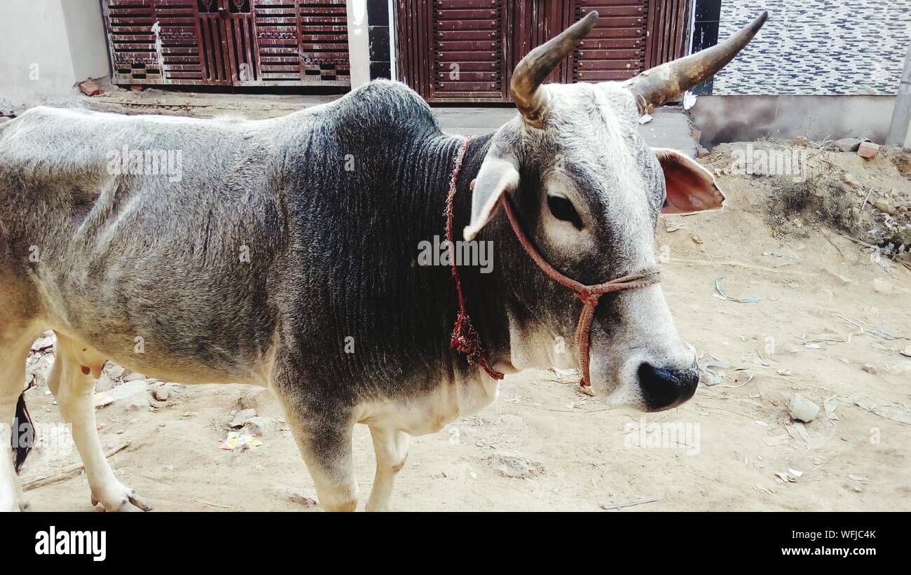 One cow side view on field hi-res stock photography and images - Alamy