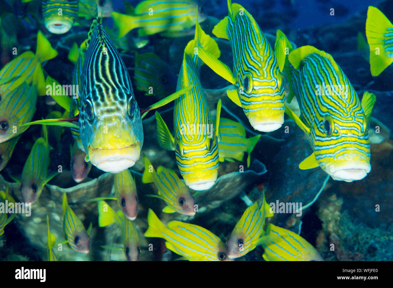 Foliose coral hi-res stock photography and images - Alamy