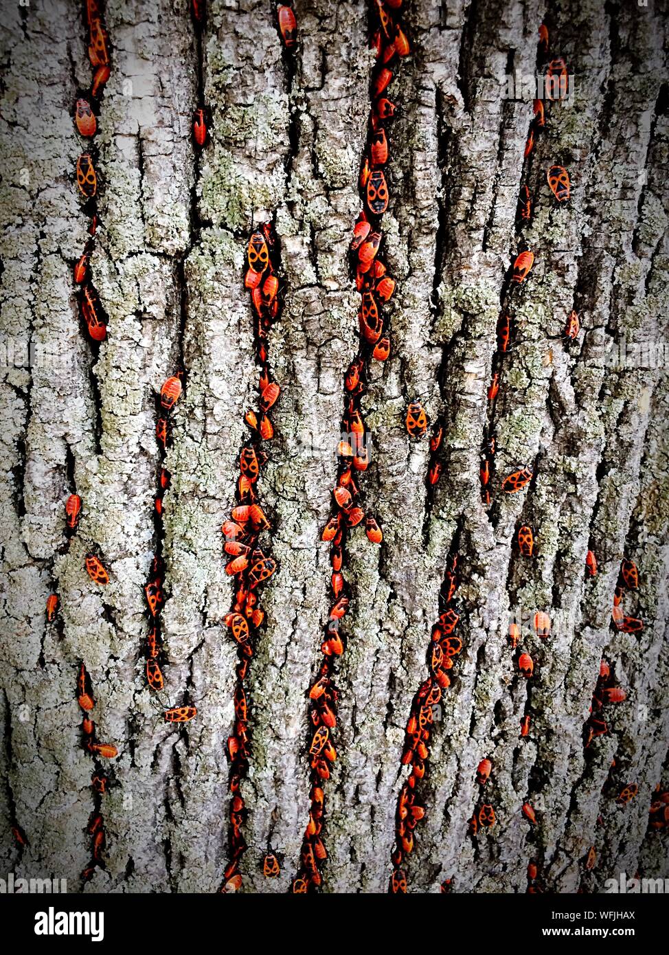 Bugs on the tree hi-res stock photography and images - Alamy