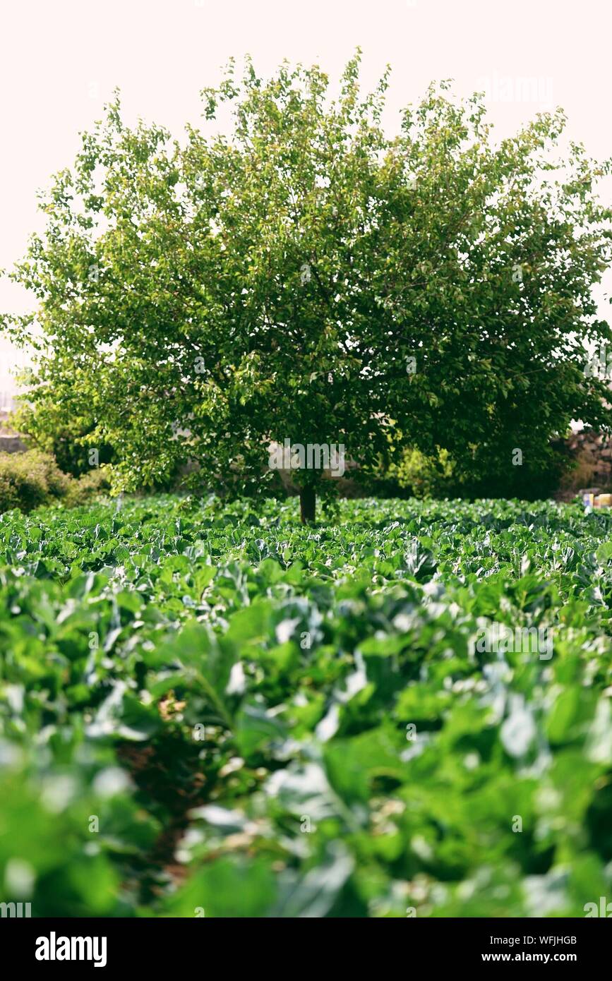 Lush green tree hi-res stock photography and images - Alamy
