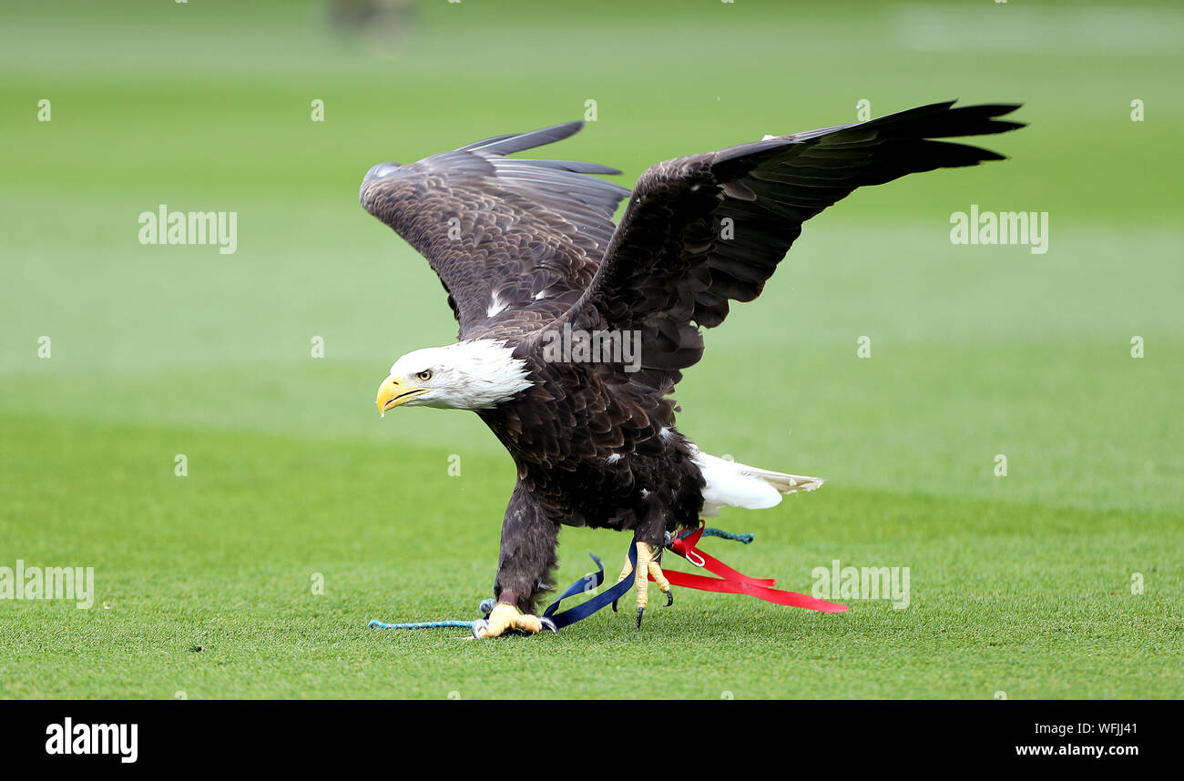 Crystal Palace Mascot Kayla The Eagle High Resolution Stock Photography ...