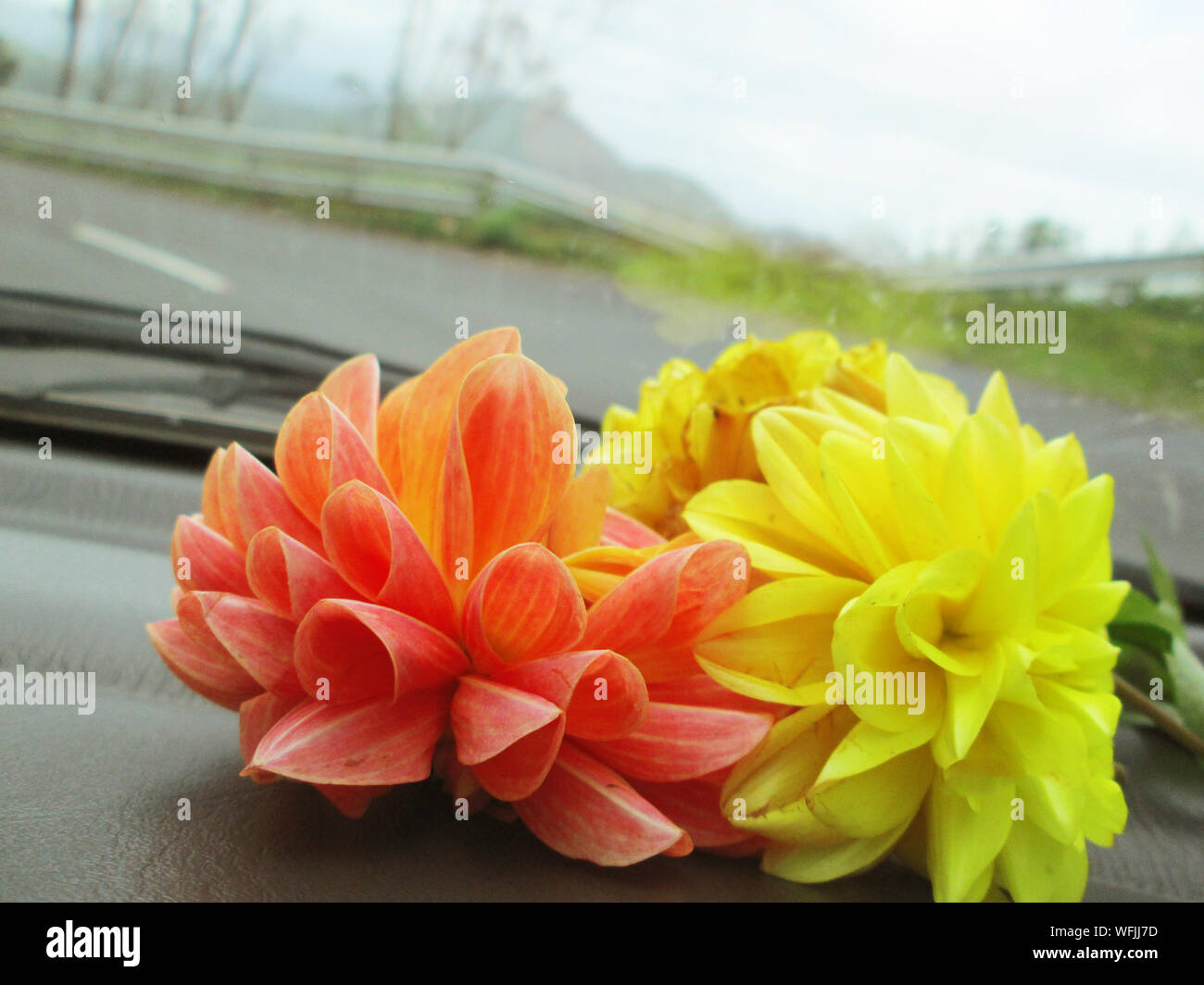 Windshield car flowers hi-res stock photography and images - Alamy