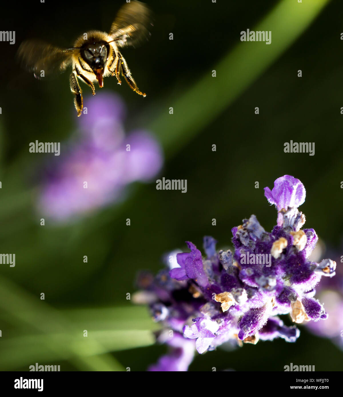 Bee flying over flower High Resolution Stock Photography and Images - Alamy