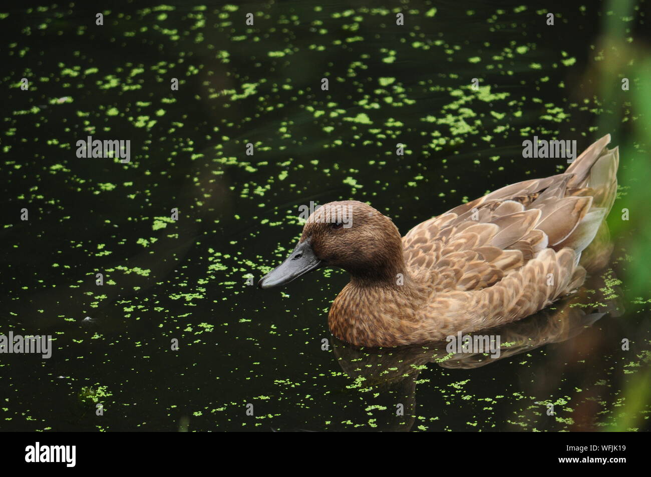 Brown duck in water Stock Photo - Alamy