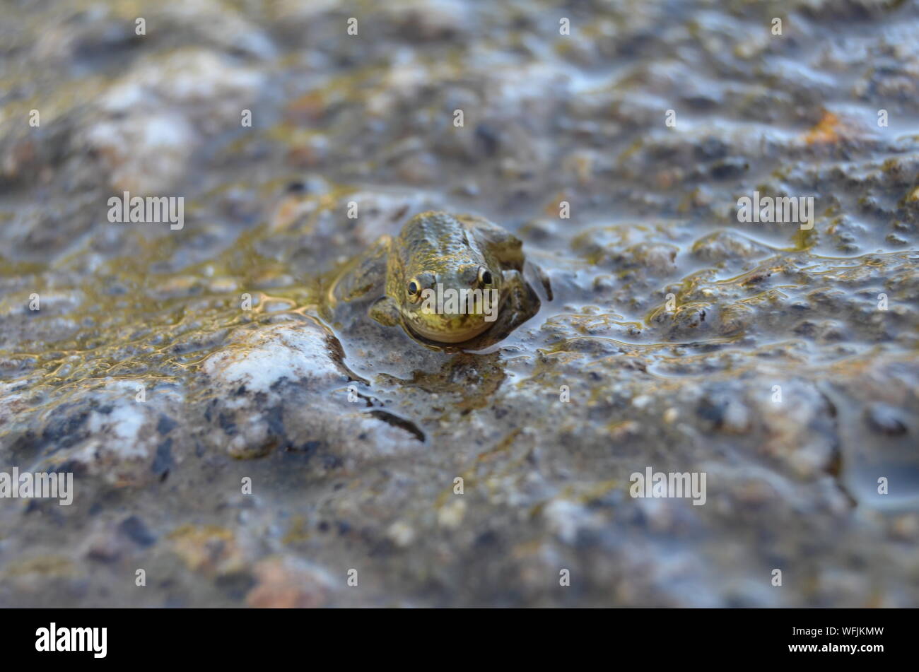 Frog in mud hi-res stock photography and images - Alamy