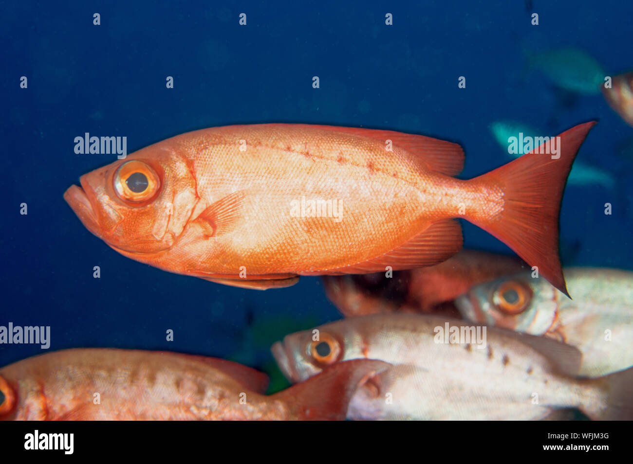 Crescent tail bigeye, Priacanthus hamrur, Raja Ampat Indonesia Stock ...