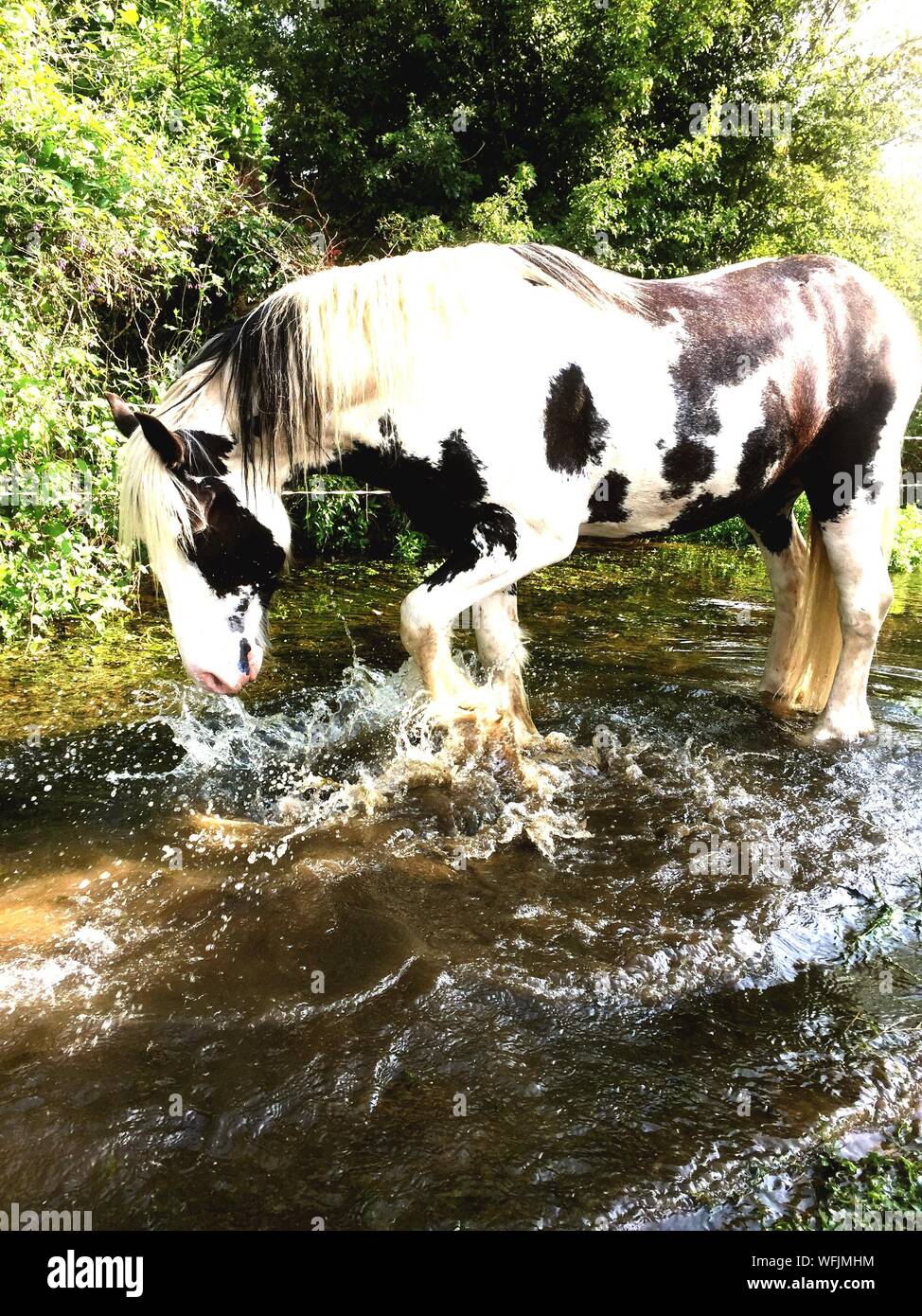 Black Horse Lake High Resolution Stock Photography and Images - Alamy