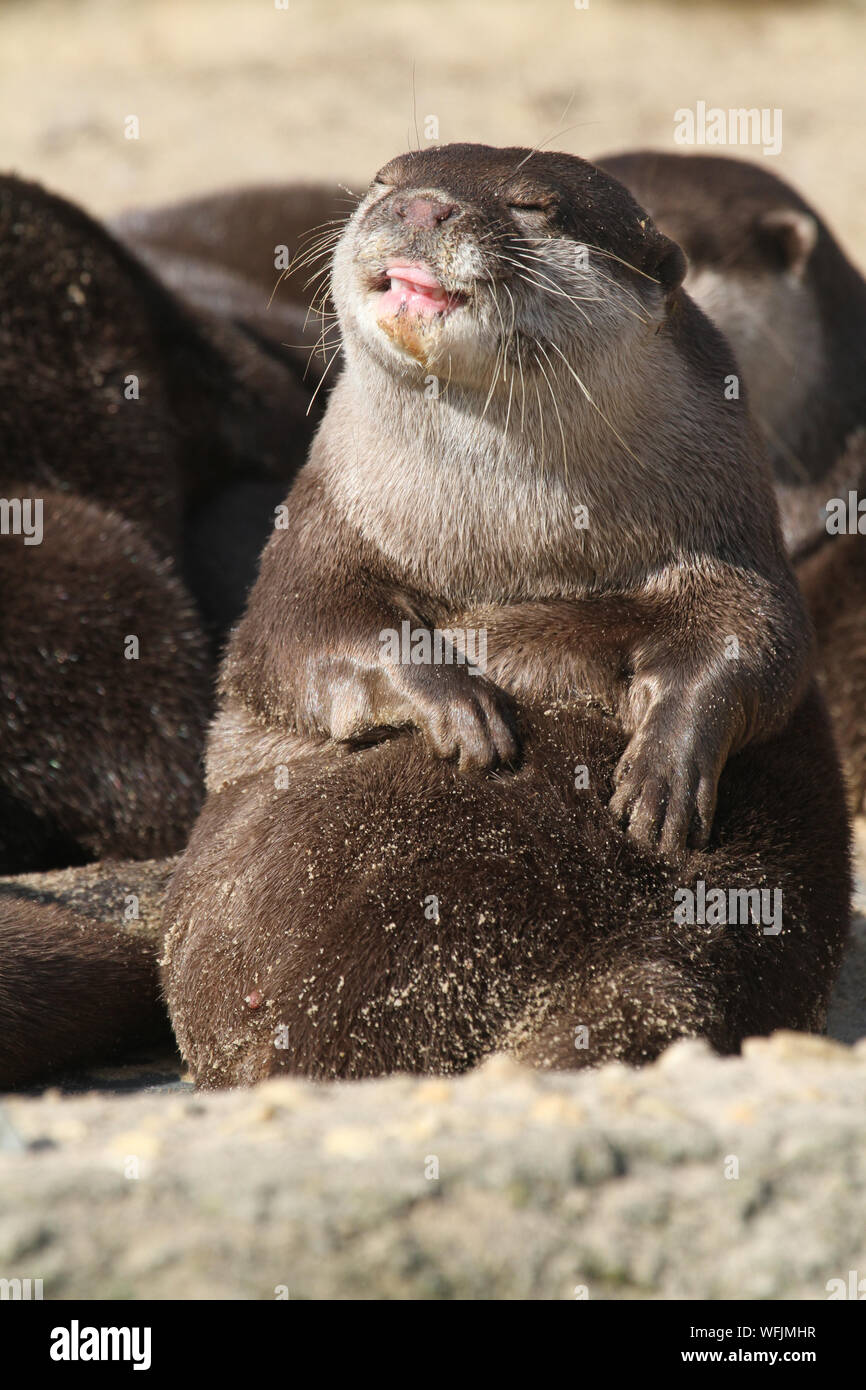 Otter Sitting Up High Resolution Stock Photography and Images - Alamy