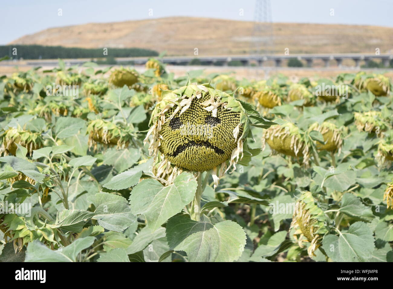 Smiley sunflower hi-res stock photography and images - Alamy