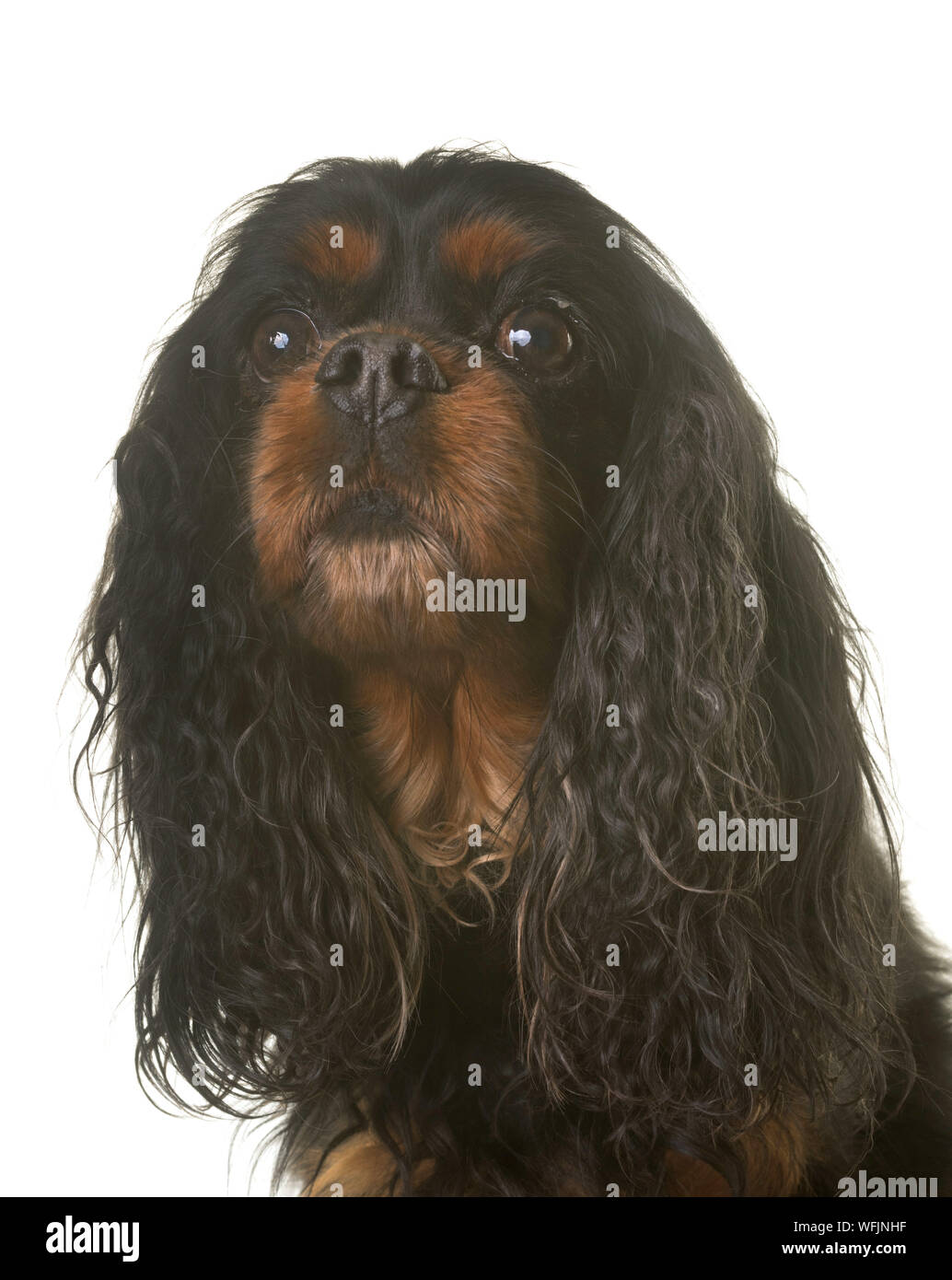 Cavalier King Charles Spaniel Eye High Resolution Stock Photography and ...