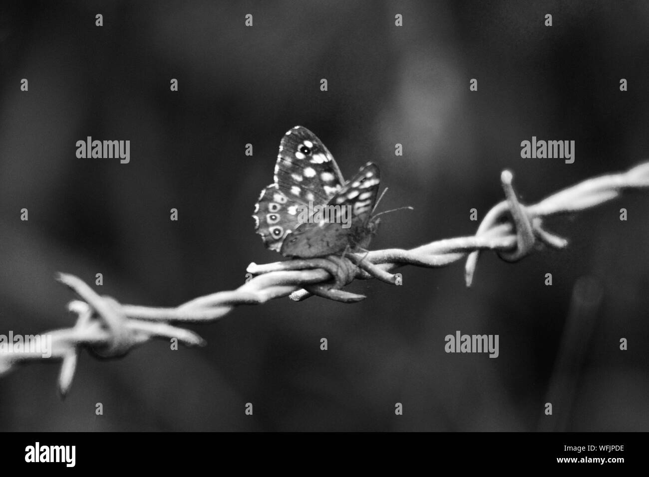 Butterfly barbed wire hi-res stock photography and images - Alamy