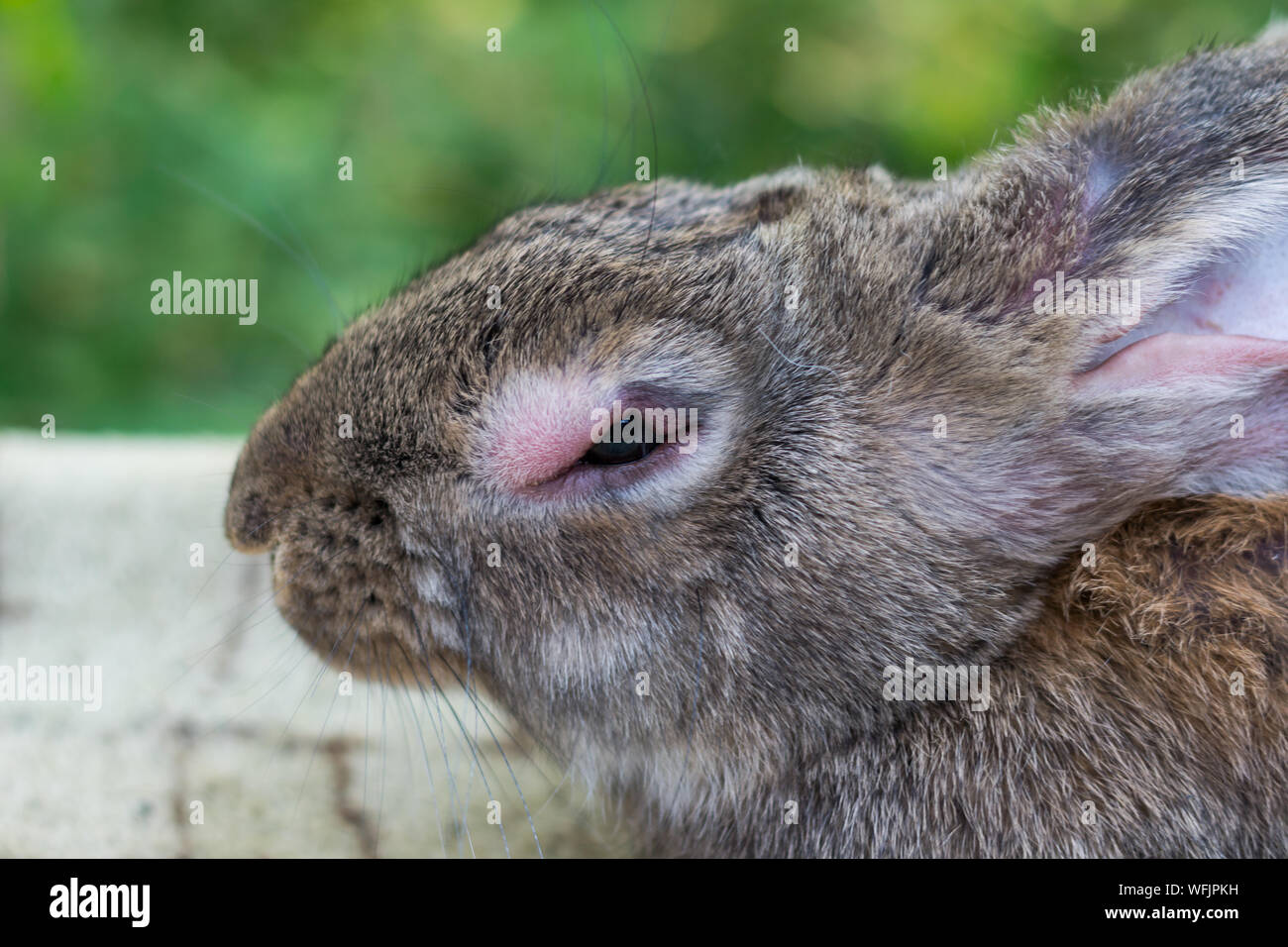 The adult domestic rabbit with myxomatosis Stock Photo - Alamy
