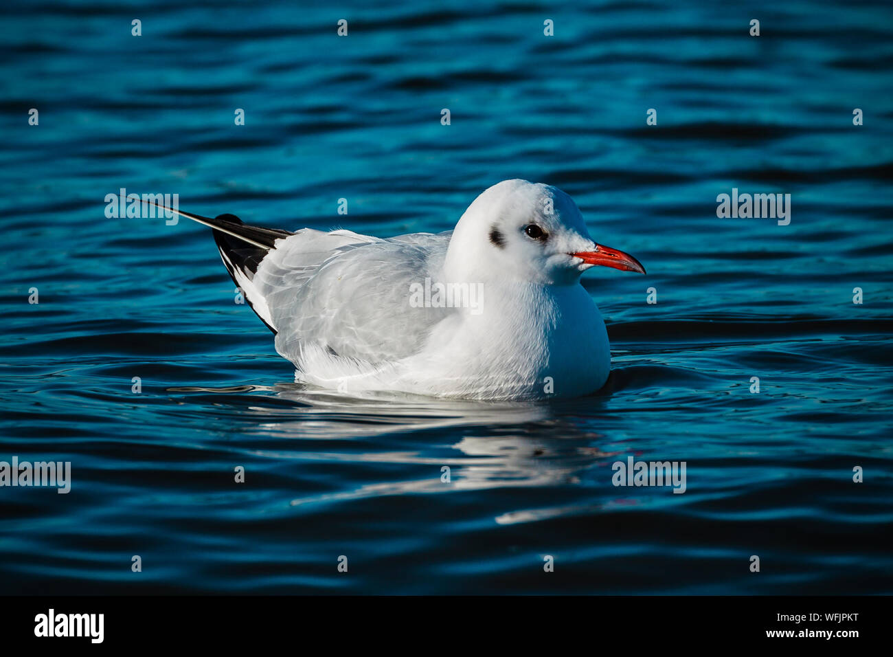 Seagull swimming in lake animals in wild hi-res stock photography and ...