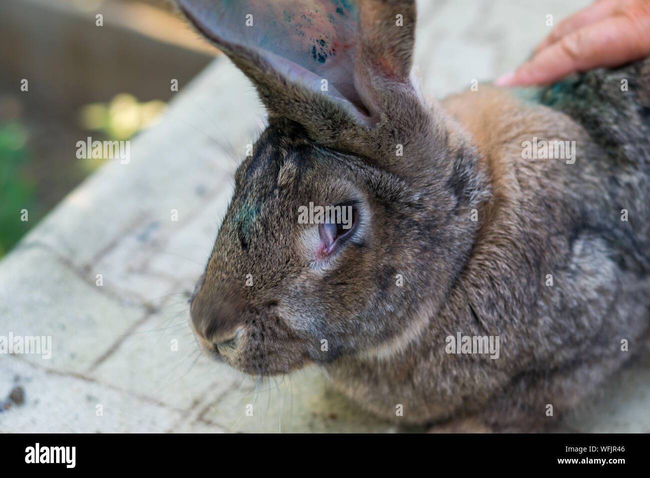 The adult domestic rabbit with myxomatosis Stock Photo - Alamy