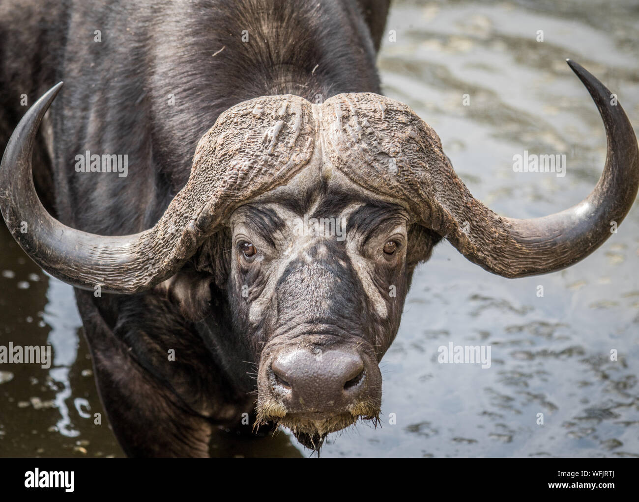 Portrait Domestic Water Buffalo High Resolution Stock Photography and ...