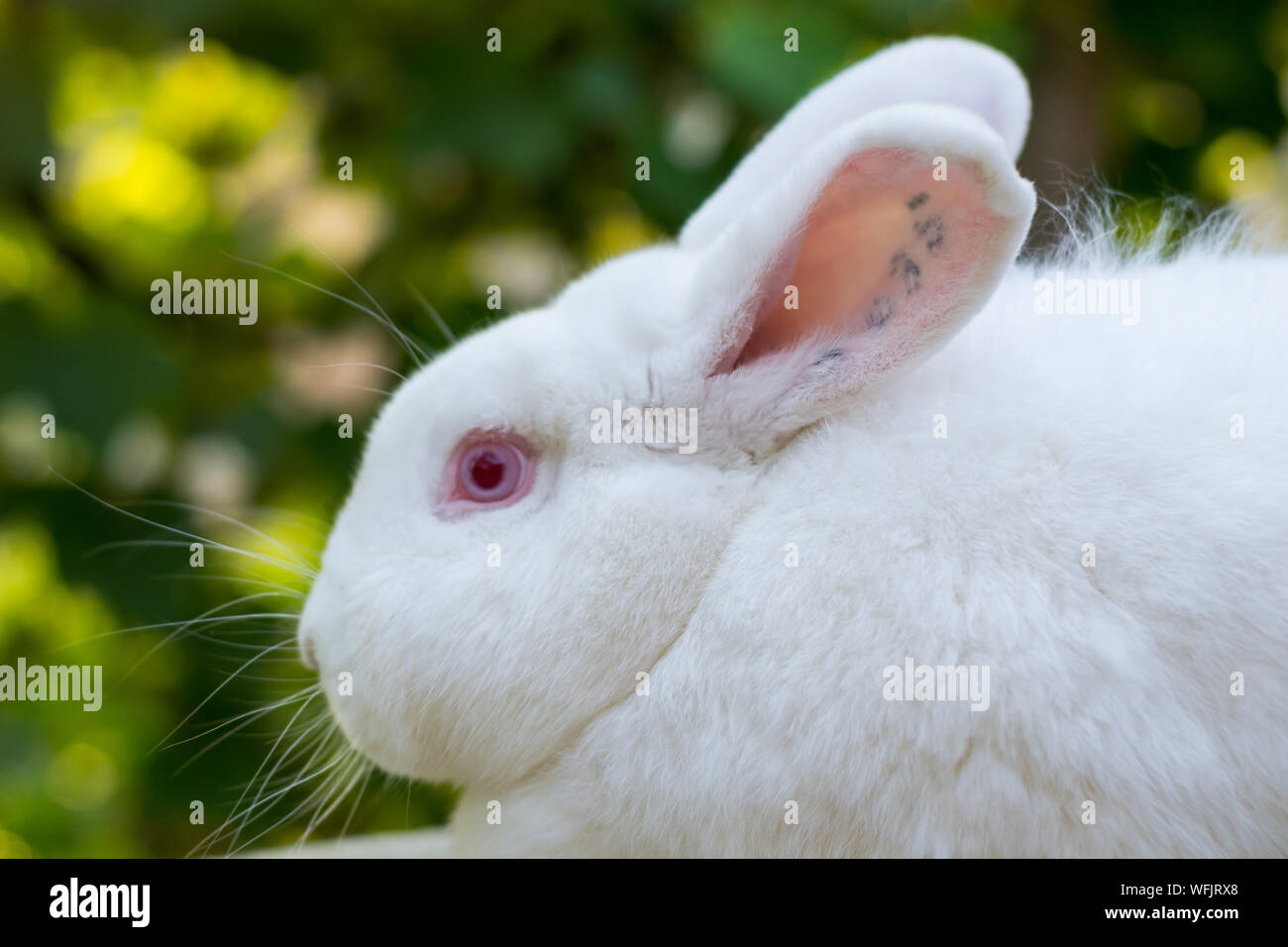 white domestic rabbit with red eyes Stock Photo - Alamy