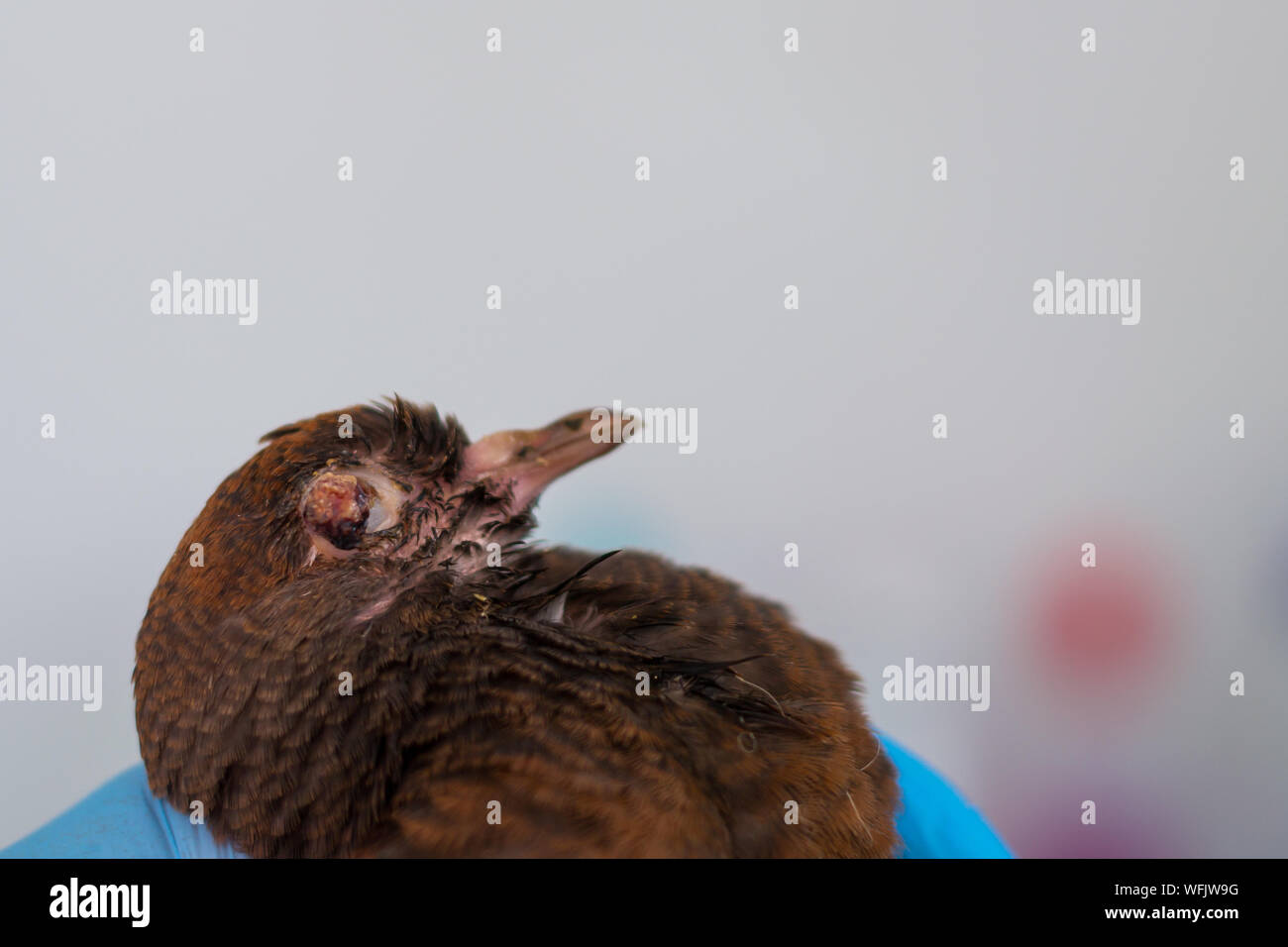 Variola virus hi-res stock photography and images - Alamy