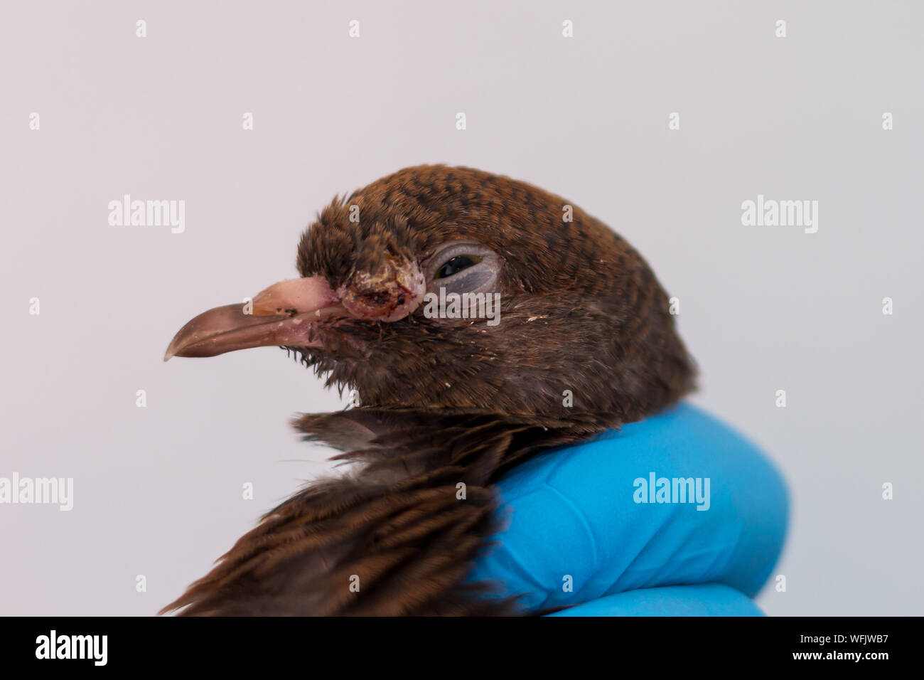 Poxvirus Infection In Birds The Pigeon With Avian Pox Infection Stock
