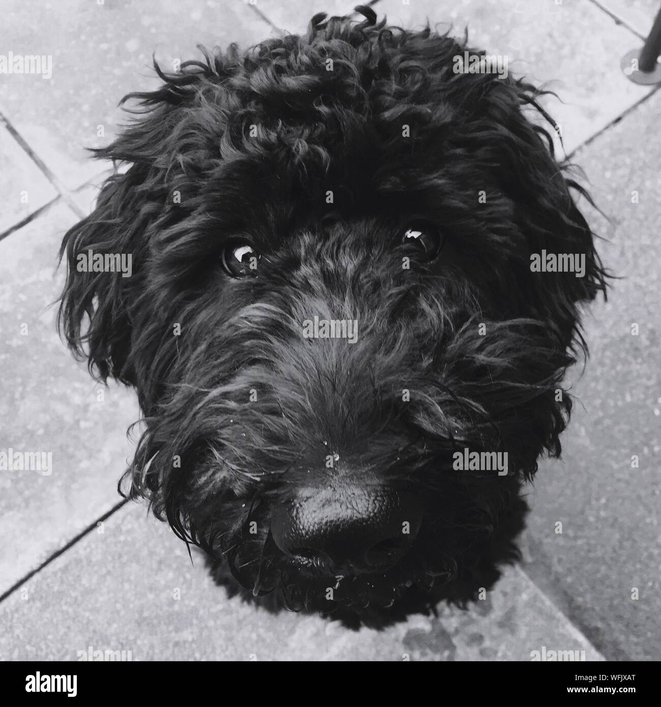 Labradoodle portrait hi-res stock photography and images - Alamy