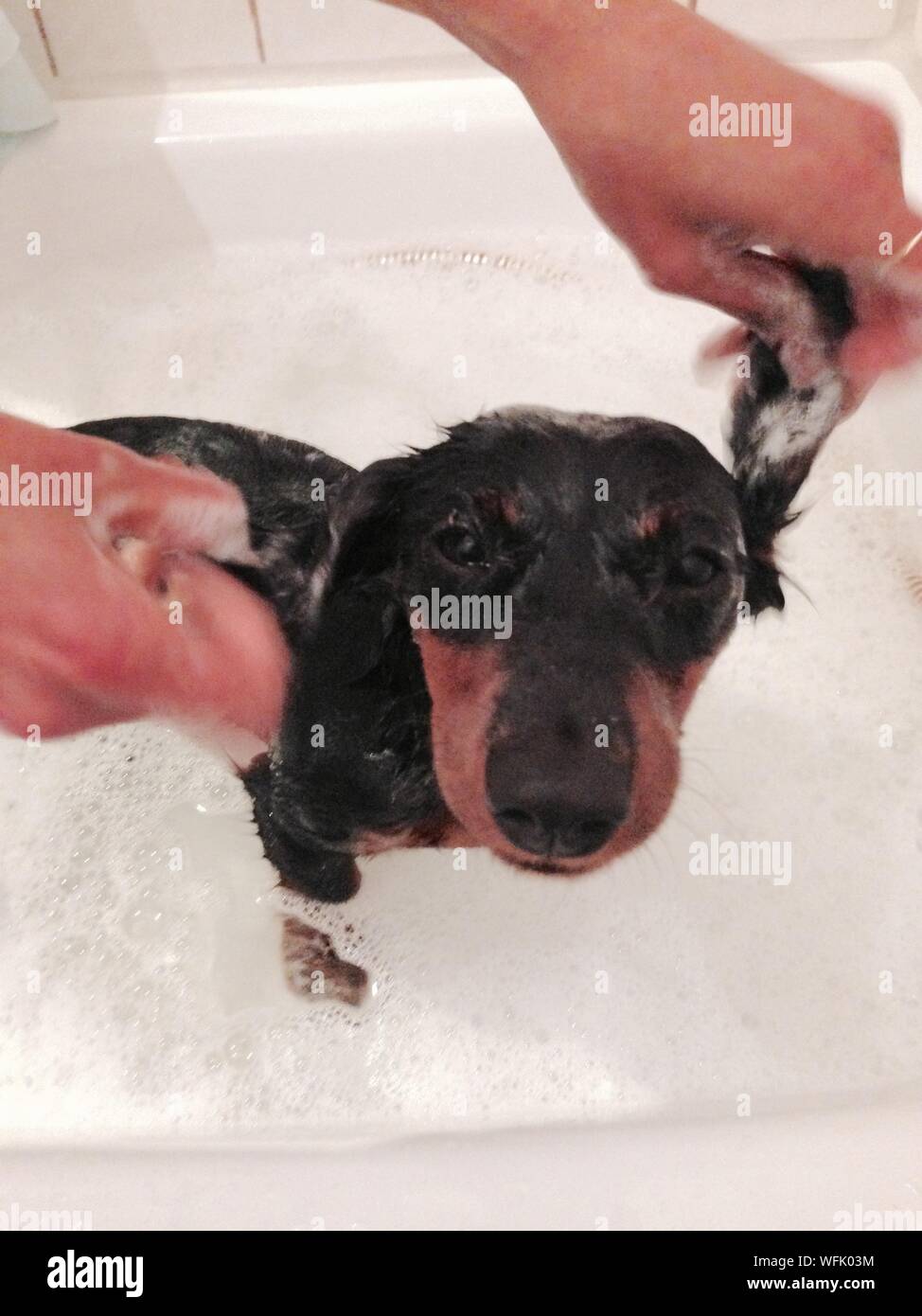 Dog man eyes hi-res stock photography and images - Alamy