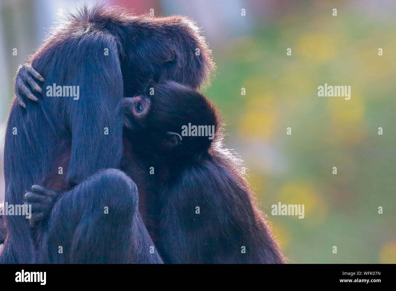 Spider Monkeys High Resolution Stock Photography and Images - Alamy