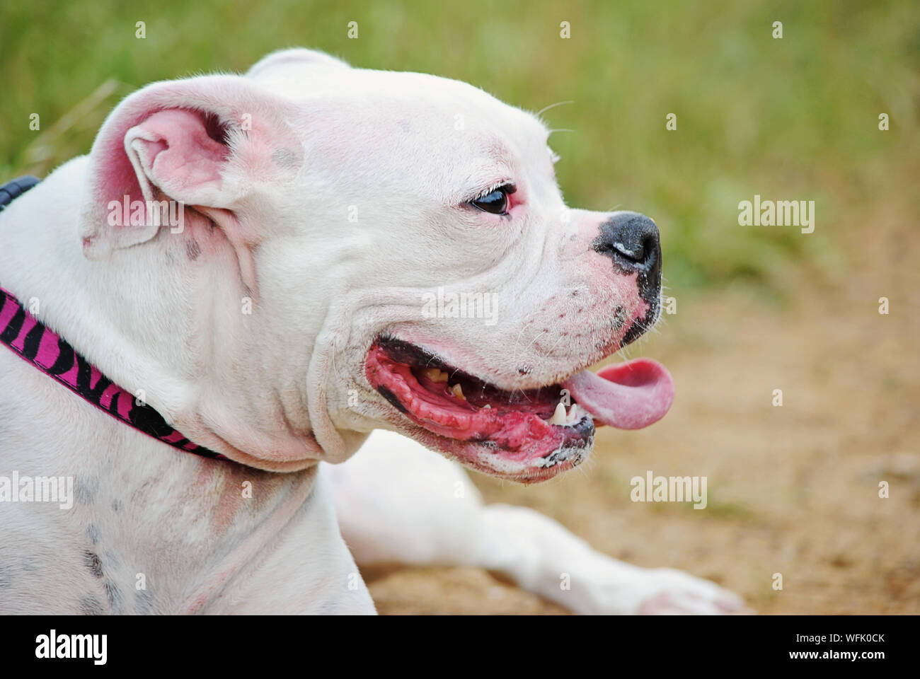 American bulldog looking up hi-res stock photography and images - Alamy