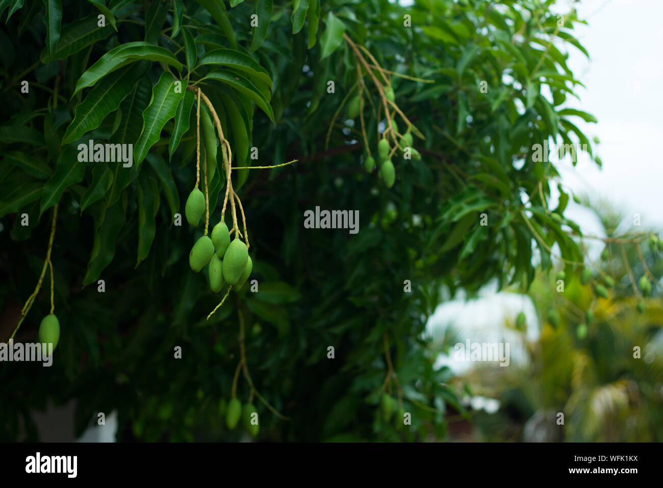 Mangoes growing on mango tree hi-res stock photography and images - Alamy