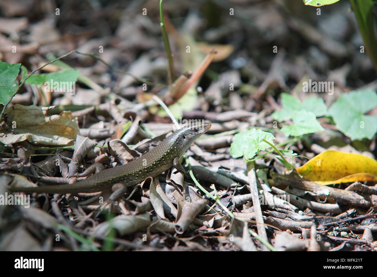 Shiny lizard hi-res stock photography and images - Alamy