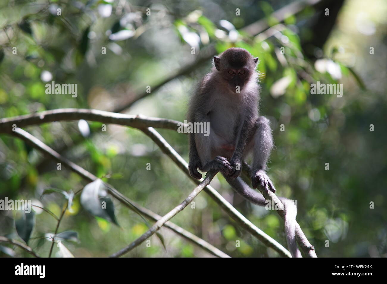 Monkey on tree Stock Photo - Alamy