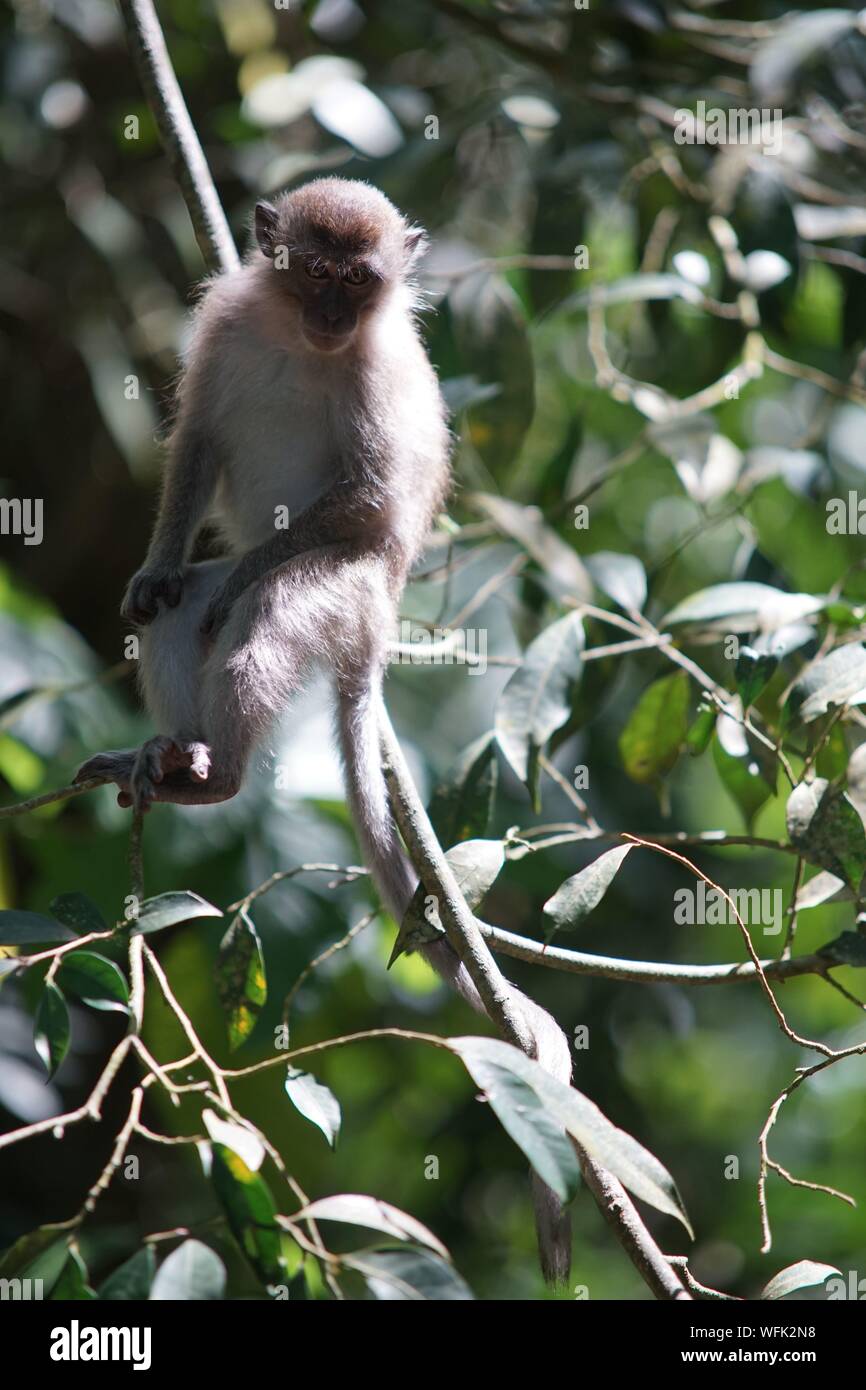 Macaques on tree hi-res stock photography and images - Alamy