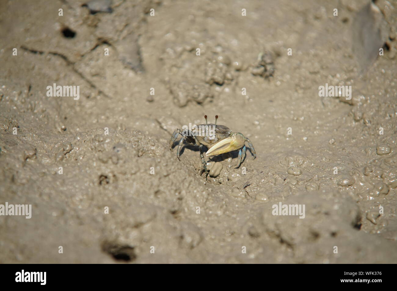 Single clamp crab hi-res stock photography and images - Alamy
