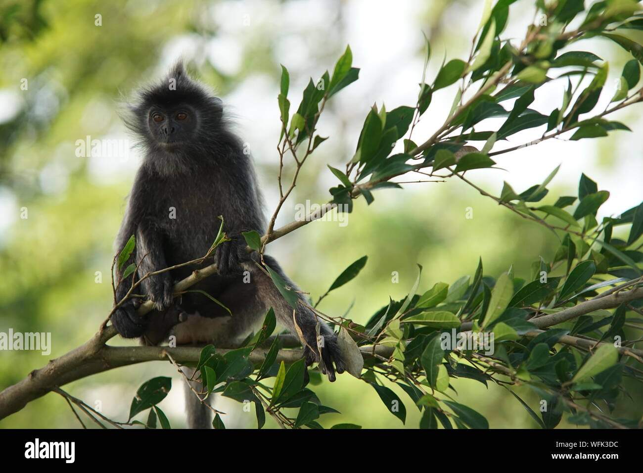 Silver Leaf Monkey Stock Photo - Alamy