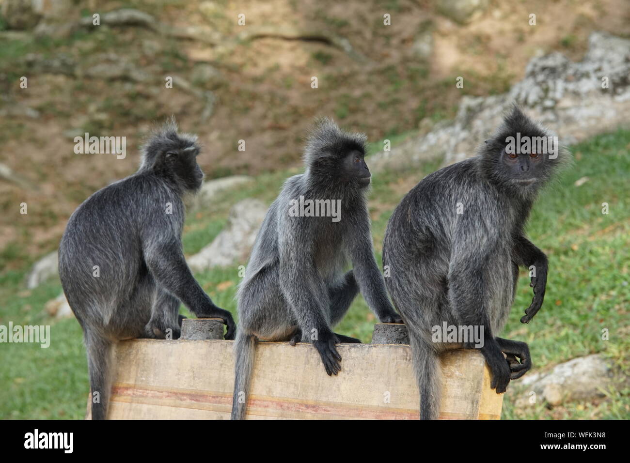 Silver lutung hi-res stock photography and images - Alamy