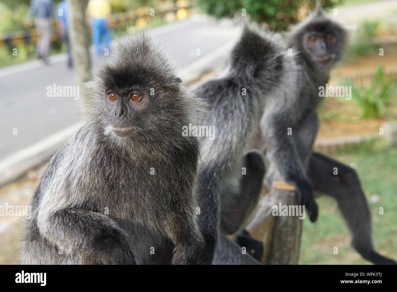 Silver lutung hi-res stock photography and images - Alamy
