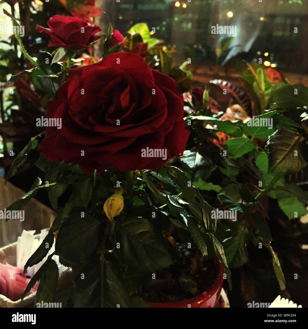 Red rose in flower pot hi-res stock photography and images - Alamy