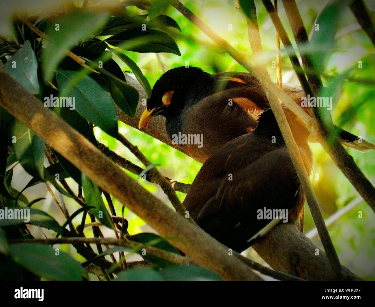 Two mynas hi-res stock photography and images - Alamy