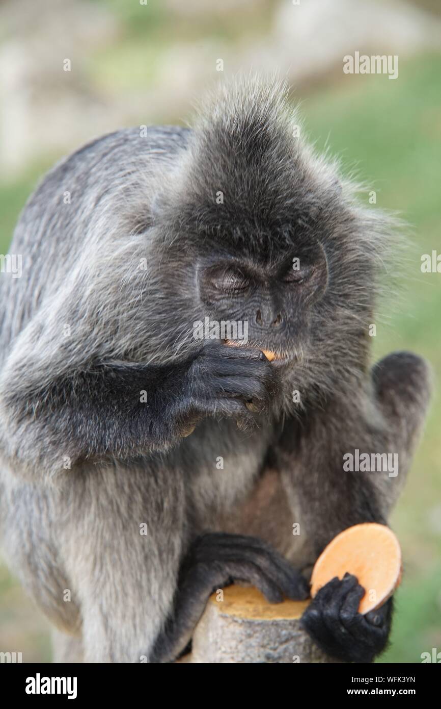 Silver Leaf Monkey Stock Photo - Alamy