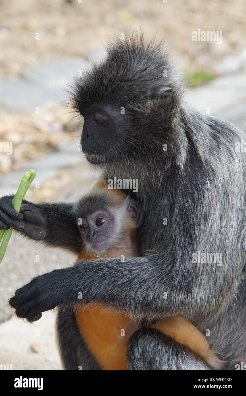 Silver leaf monkey baby hi-res stock photography and images - Alamy