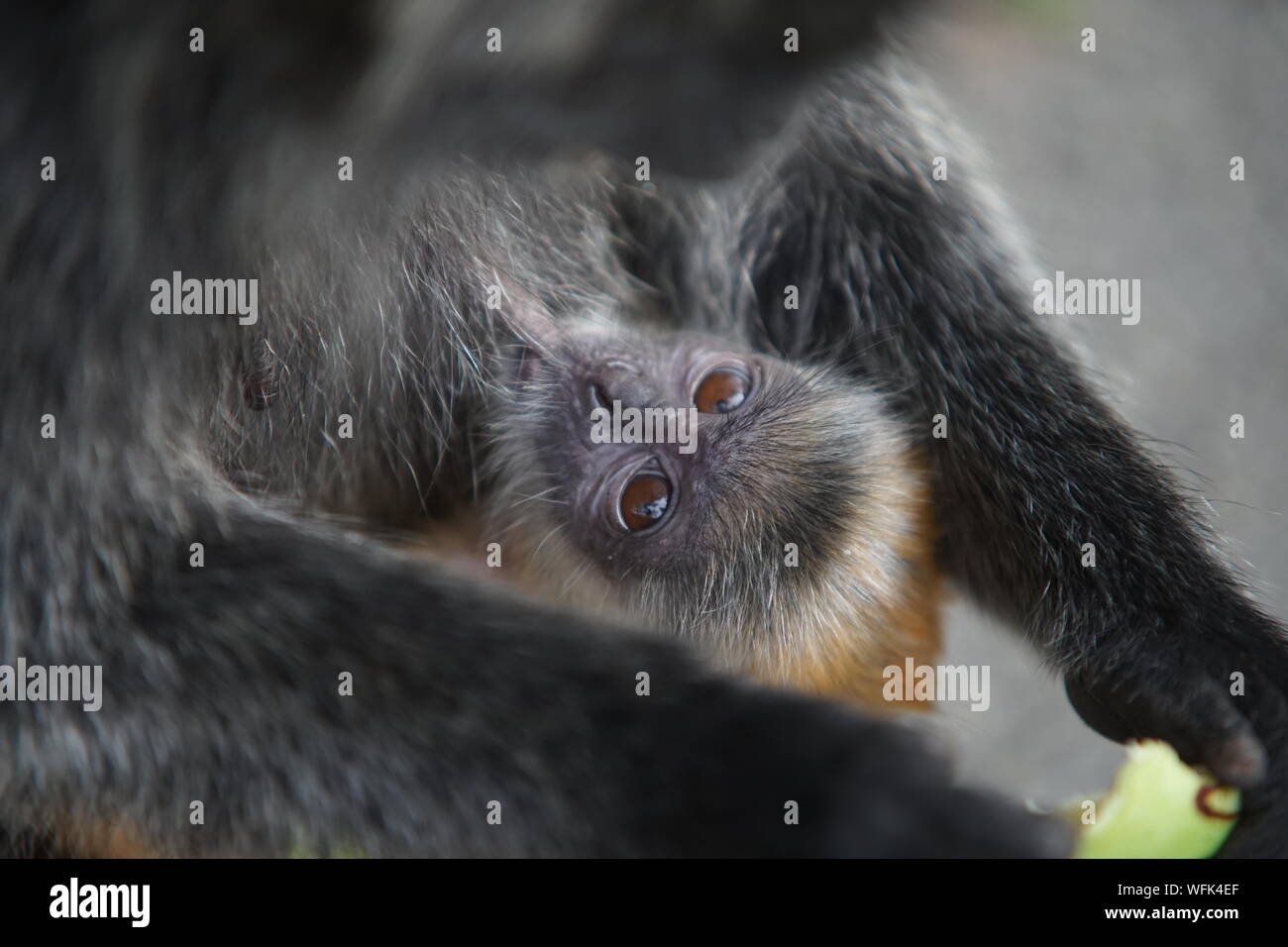 Silver Leaf Monkey Stock Photo - Alamy