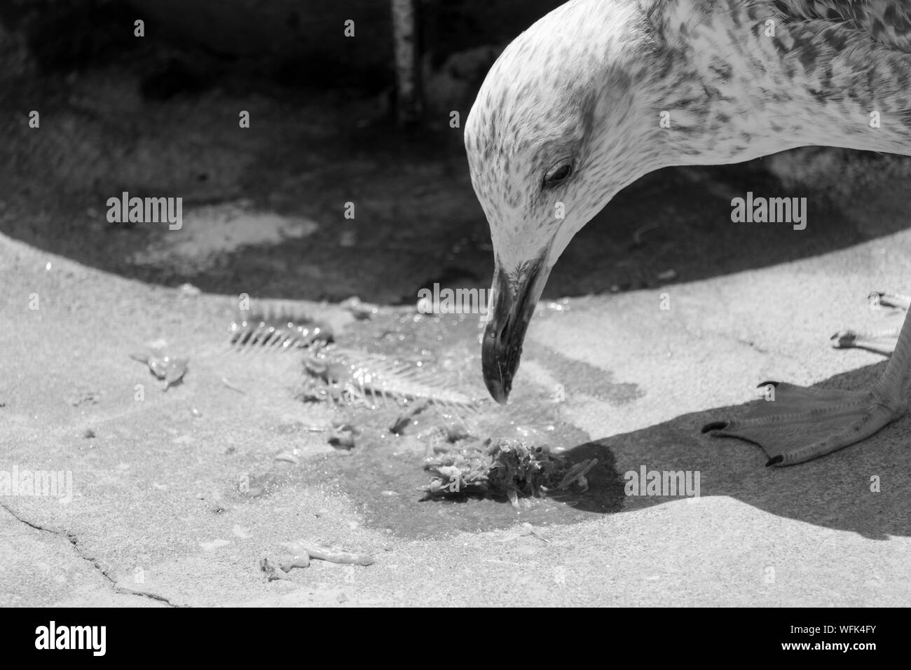 Fish Eating Seagull High Resolution Stock Photography and Images - Alamy