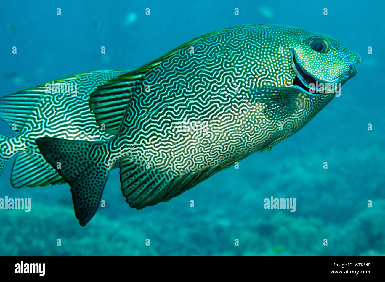 Vermiculate rabbitfishes, Siganus vermiculatus, being cleaned by ...