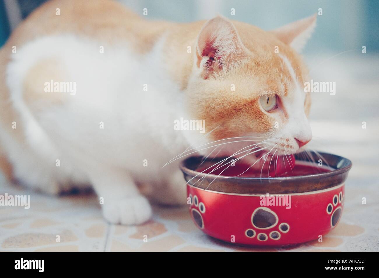Cat lapping hi-res stock photography and images - Alamy