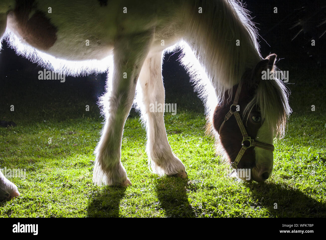 Side View Of Horse Grazing On Green Field Stock Photo - Alamy