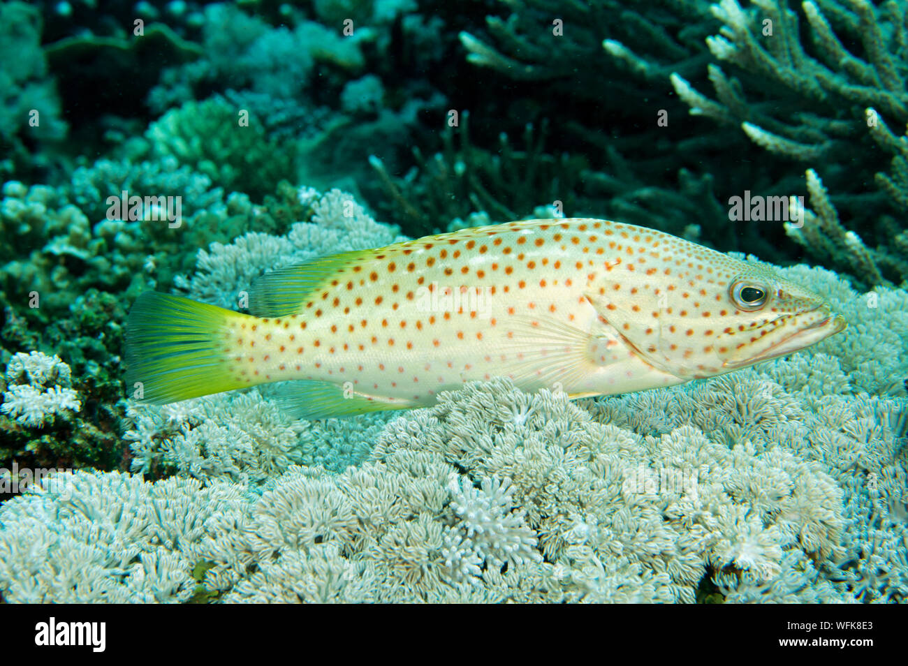 Slender grouper, Anyperodon leucogrammicus, Raja Ampat Indonesia Stock ...