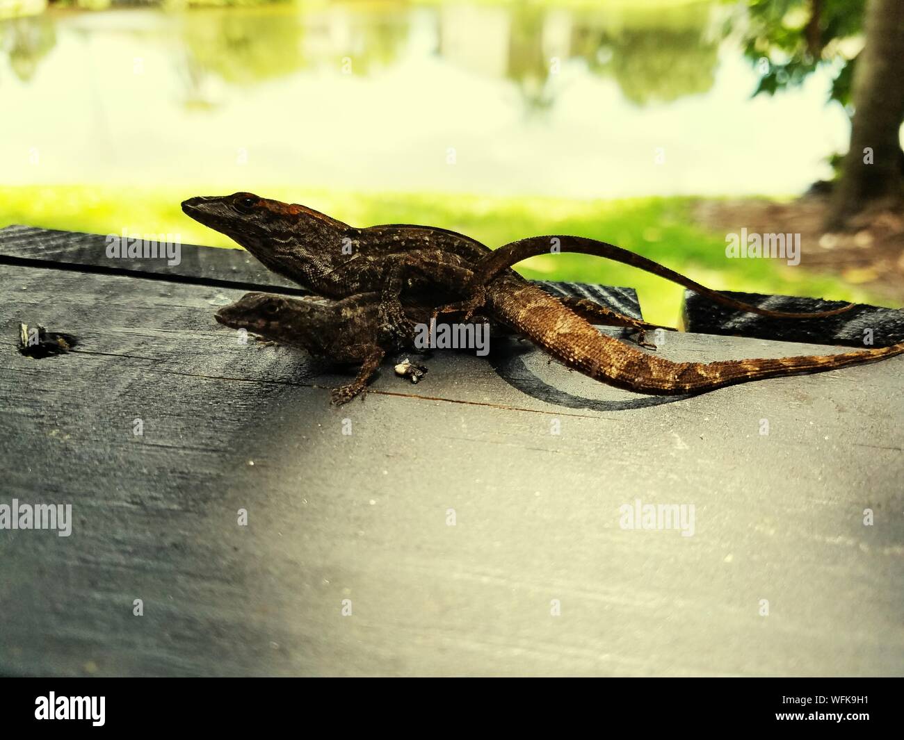 Mating lizards hi-res stock photography and images - Alamy