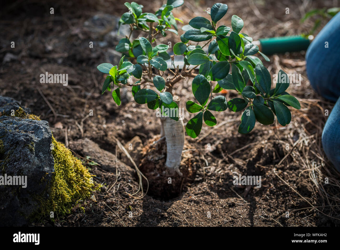 closeup of man or woman planting a small but cute tree or plant on the ...