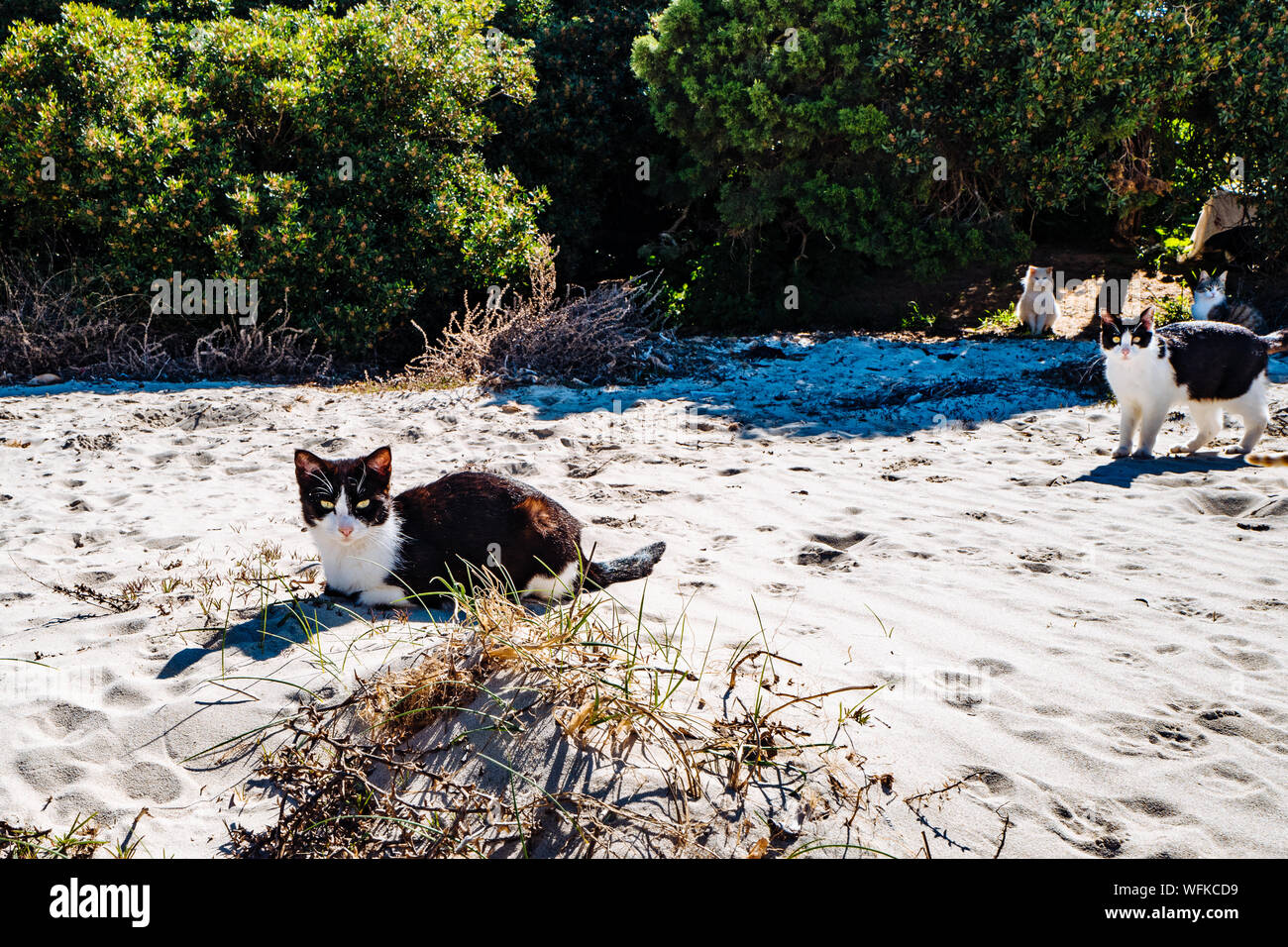 Cats On Sand At Beach Stock Photo - Alamy