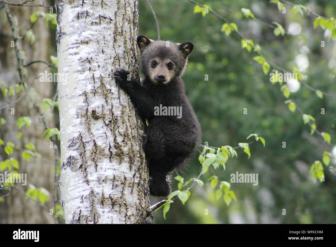 Baby bear hi-res stock photography and images - Alamy