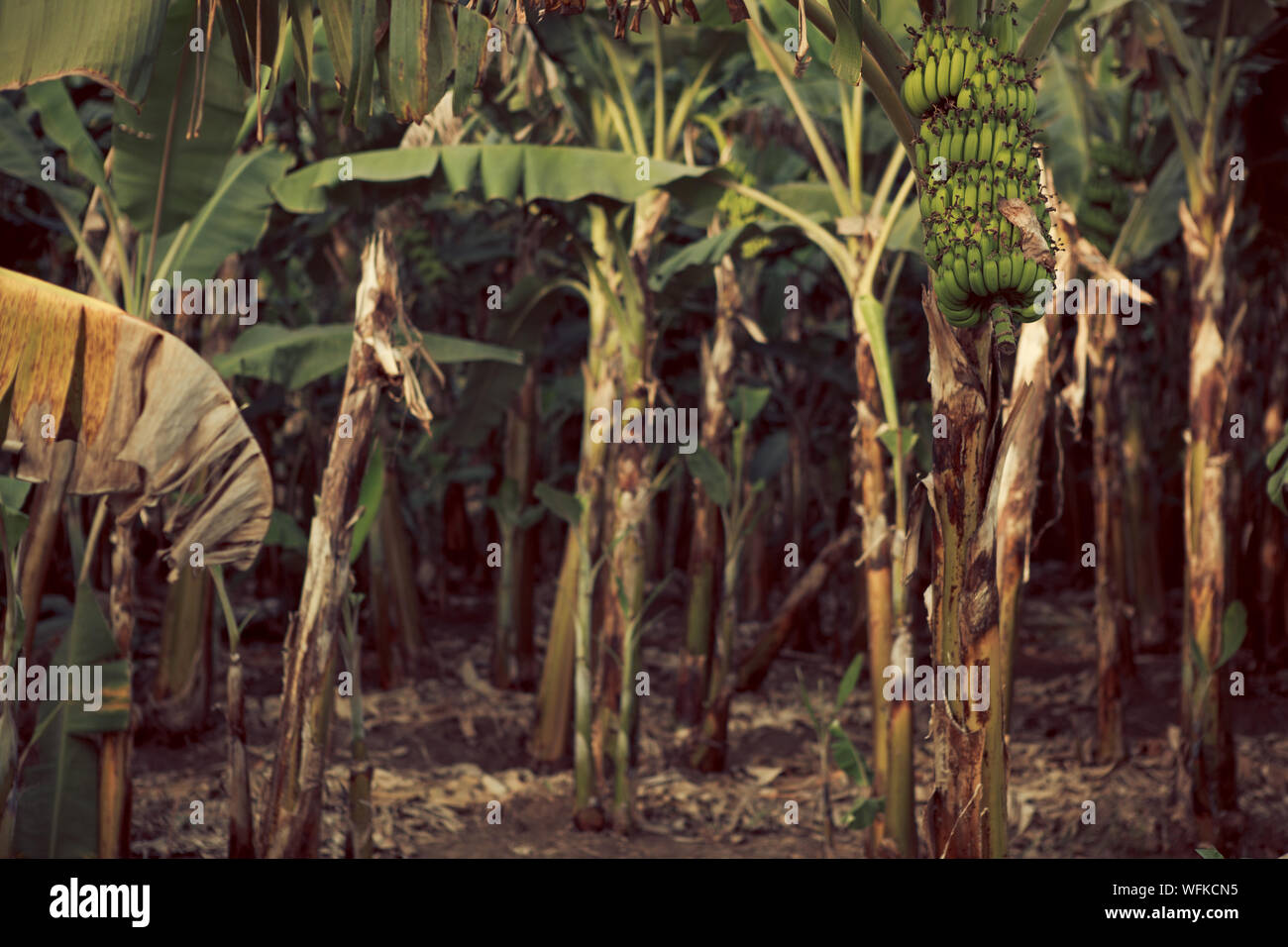 India forest fruit hi-res stock photography and images - Alamy